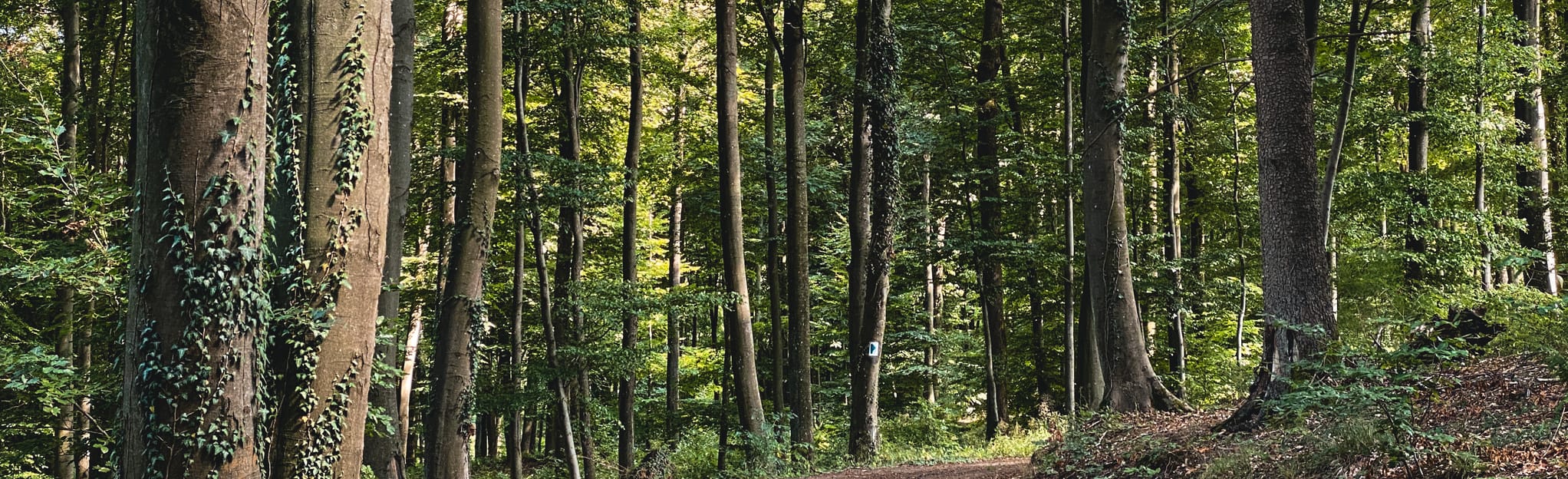Meispelt Südrunde: 11 Reviews, Map - Capellen, Luxembourg | AllTrails