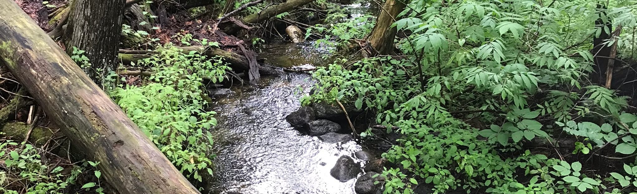 Springwater Provincial Park Green Trail: 89 foto - Ontario, Canada ...