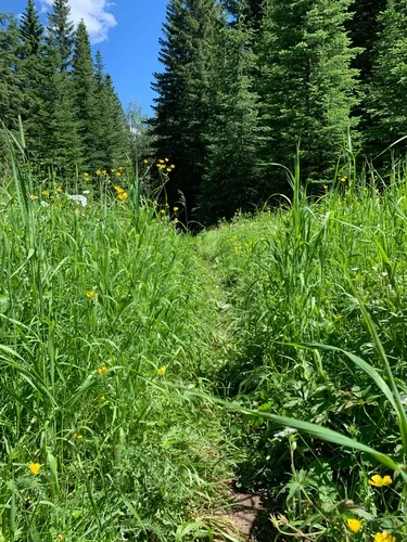 Best Easy Trails in Crowsnest Pass | AllTrails