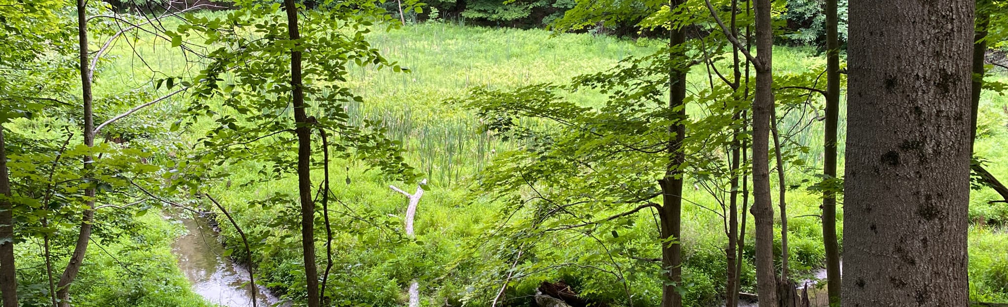 Esopus Meadows Preserve Blue to Yellow to Red Loop: 137 Reviews, Map ...