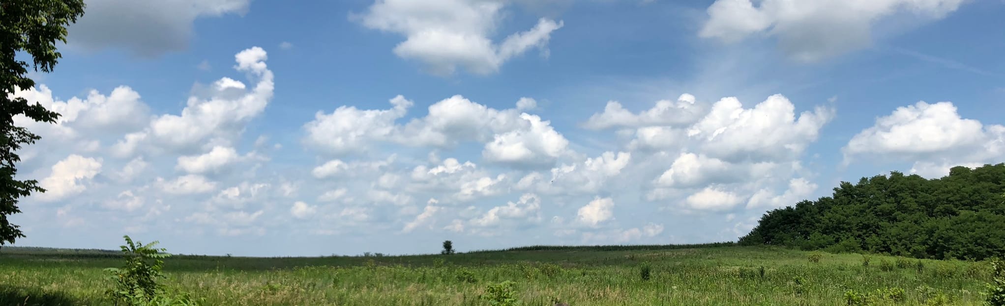 Sand Ridge Yellow Trail, Illinois - 79 Reviews, Map | AllTrails