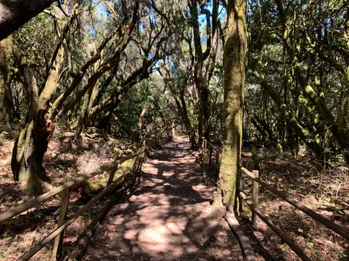 Best Kid Friendly Trails in Garajonay National Park | AllTrails