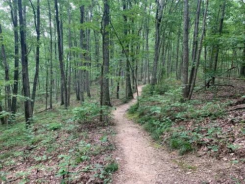 Best Hikes and Trails in Beaman Park | AllTrails