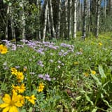 Swampy Pass Loop, Colorado - 71 Reviews, Map | AllTrails