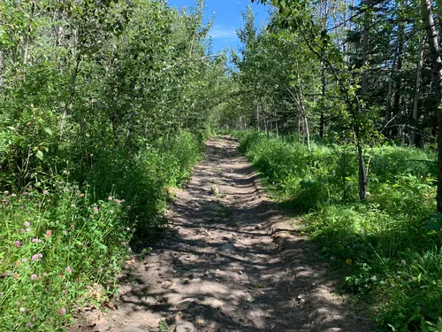 10 Best Trails and Hikes in Grande Cache | AllTrails