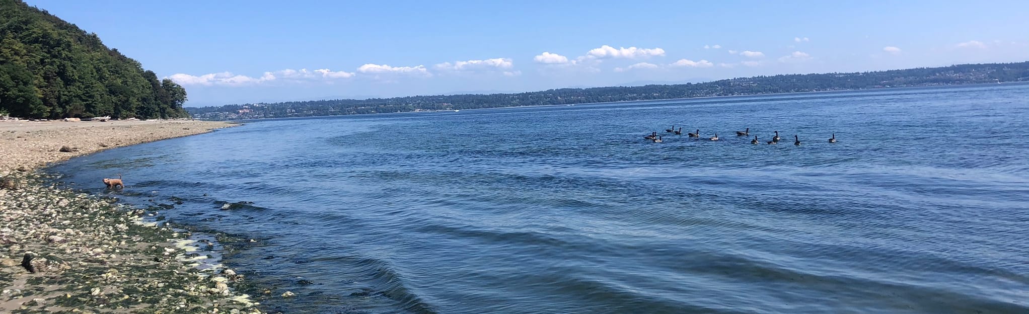Vashon Beach Walk, Washington - 21 Reviews, Map | AllTrails
