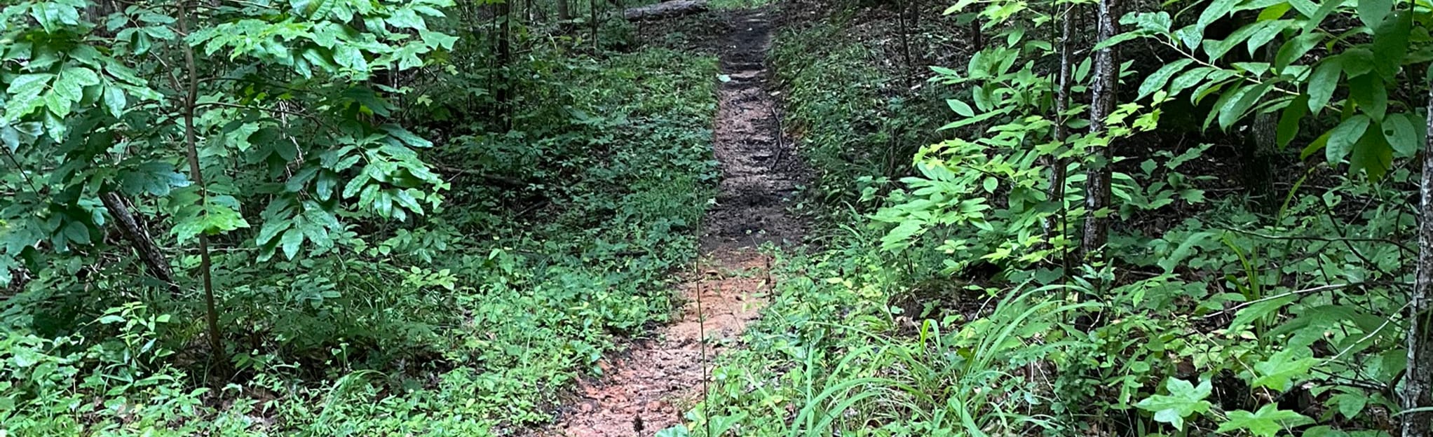 Long Cane Loop Trail | Map, Guide - South Carolina | AllTrails