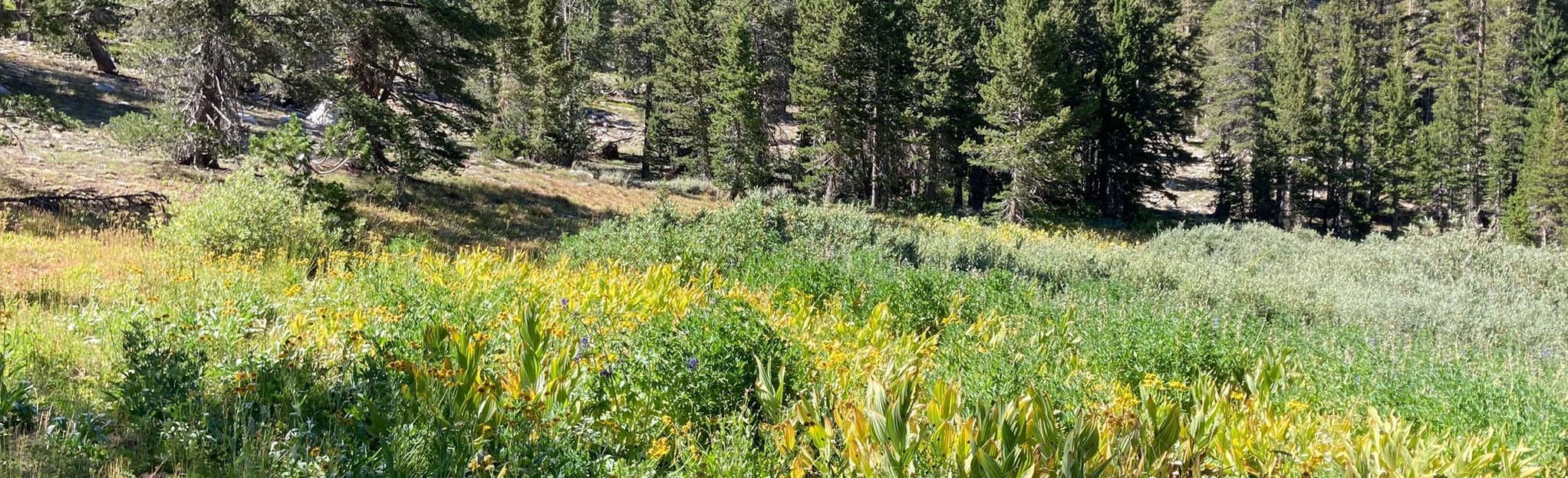 Tamarack Peak from Mount Rose Highway: 89 Reviews, Map - Nevada | AllTrails