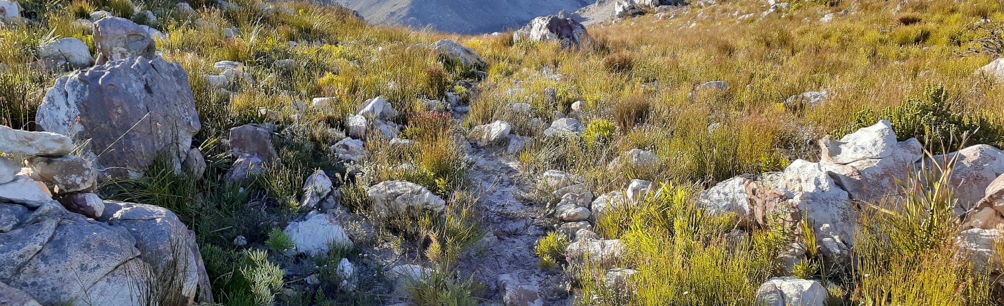 Rooielsberg - Western Cape, South Africa | AllTrails