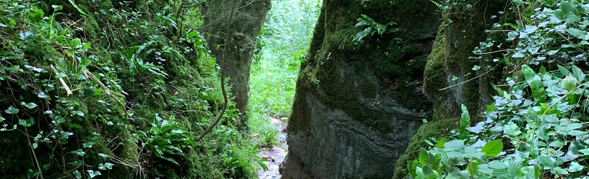 Ebbor Gorge Top Loop: 123 foto's - Somerset, Engeland | AllTrails