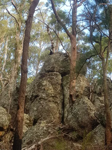 2023 Best Forest Trails in Broken Bago State Forest | AllTrails