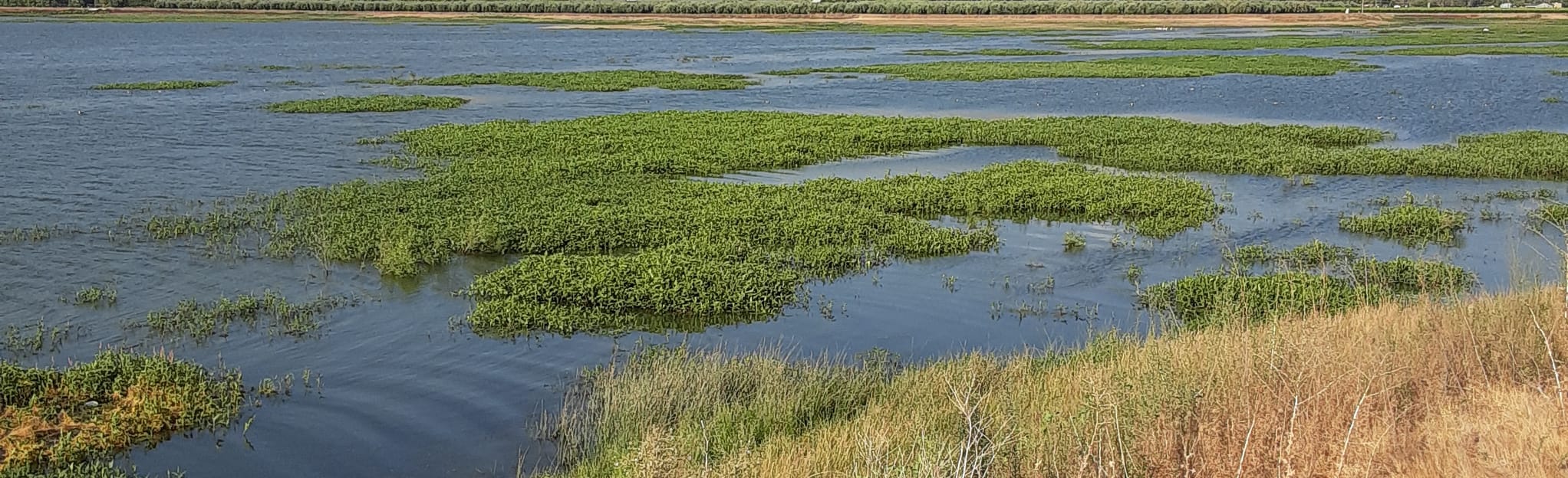 Bravo Lake Trail: 131 Reviews, Map - California | AllTrails