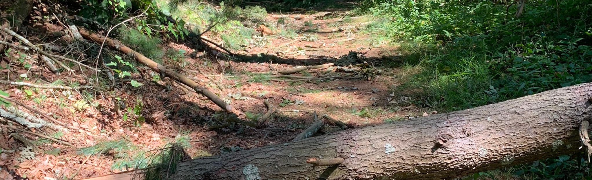 Natchaug River and Mansfield Hollow Lake Loop: 110 Reviews, Map ...