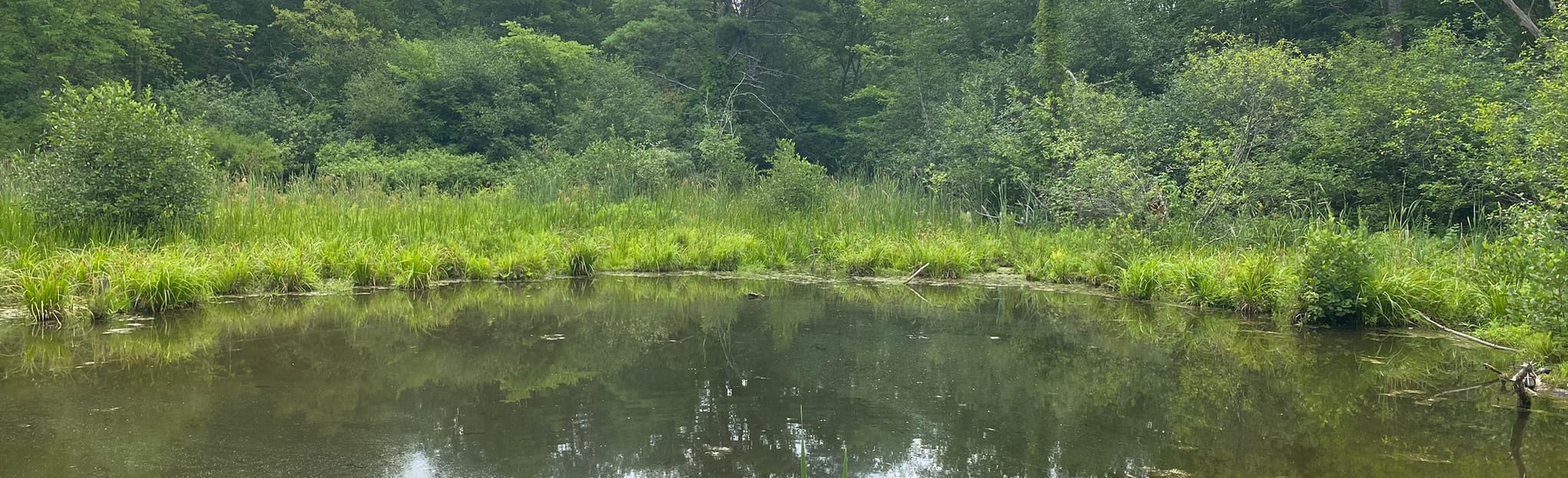 Ferry Way Trail Loop, New Hampshire - 427 Reviews, Map | AllTrails