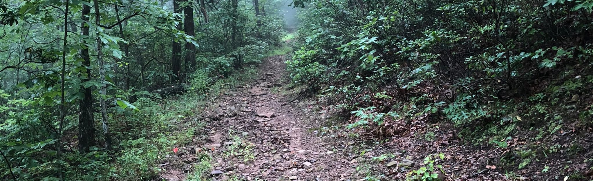 Hankey Mountain via Bear Draft Trail: 22 Reviews, Map - Virginia ...