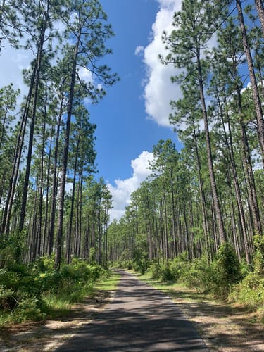 Apalachicola National Forest Map