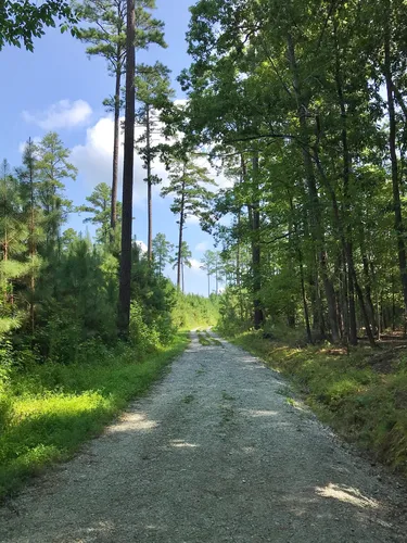 Best Hikes and Trails in Duke Forest | AllTrails