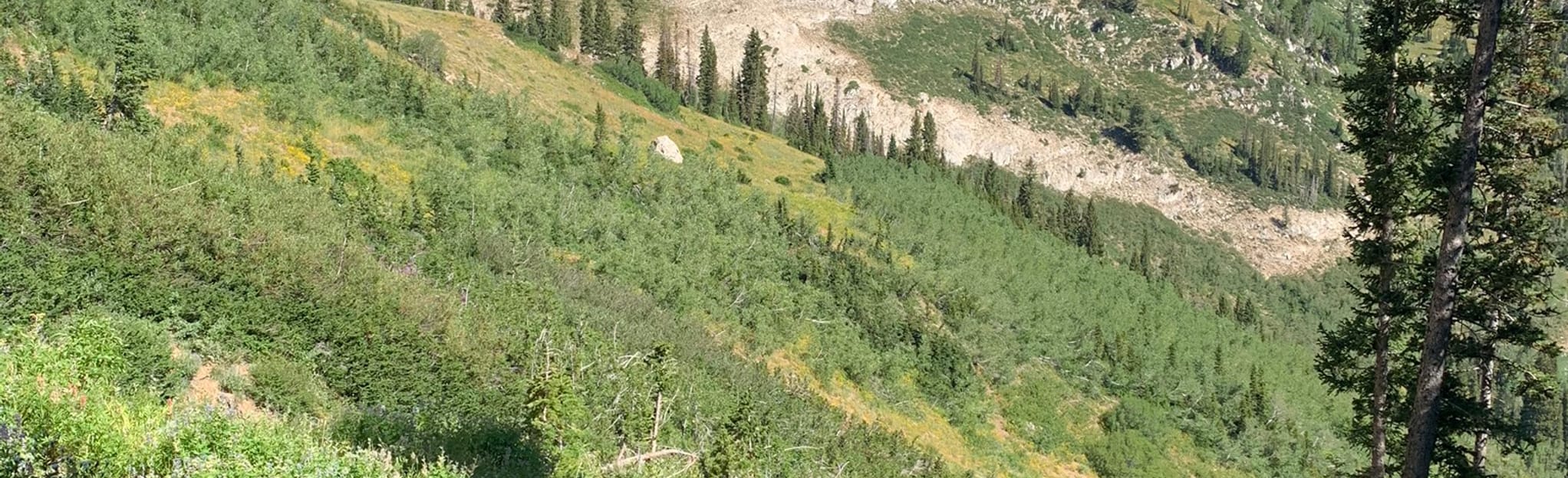 Box Elder Peak Via White Canyon Trail: 24 Reviews, Map - Utah | AllTrails