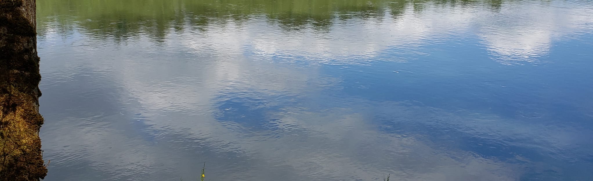 Cowlitz River, Washington - 4 Reviews, Map | AllTrails