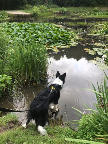 Best Hikes and Trails in Halewood Triangle Country Park | AllTrails