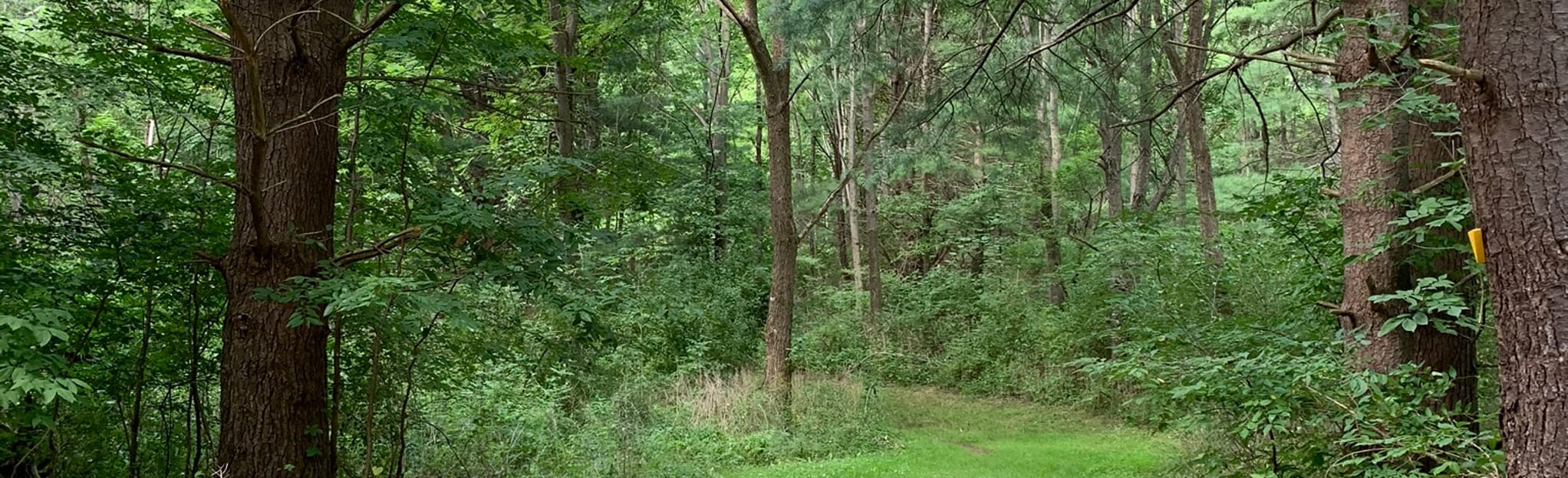 Mill Run Yellow Trail, New York - 55 Reviews, Map | AllTrails