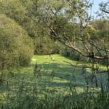 Stodmarsh NNR Circular, Kent, England - 89 Reviews, Map | AllTrails