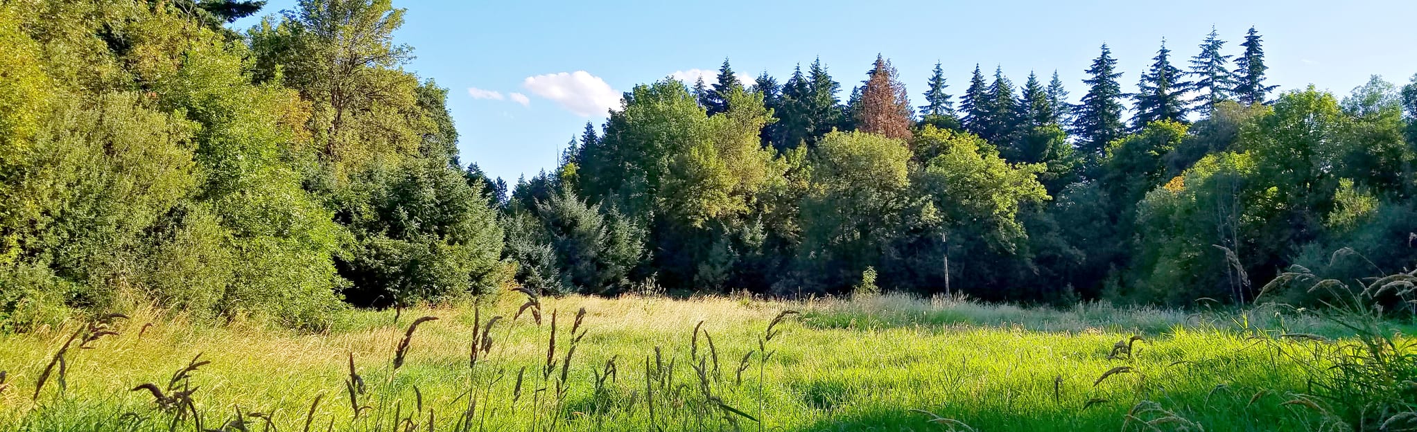 Rock Creek Trail: Orchard Park to Orenco Woods - Oregon | AllTrails