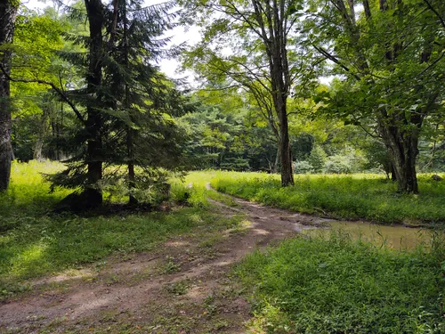 Best Forest Trails in Mount Rogers National Recreation Area | AllTrails