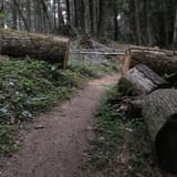 Doerner Fir Trail, Oregon - 29 Reviews, Map | AllTrails
