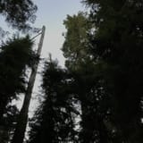Doerner Fir Trail, Oregon - 21 Reviews, Map | AllTrails