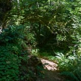 Four County Point Trail, Oregon - 105 Reviews, Map | AllTrails