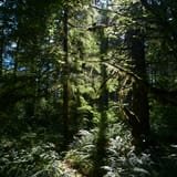 Four County Point Trail, Oregon - 116 Reviews, Map | AllTrails