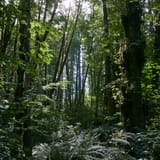 Four County Point Trail, Oregon - 116 Reviews, Map | AllTrails