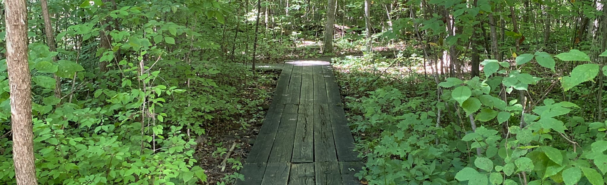 Gross Woods Nature Preserve Loop, Ohio - 24 Reviews, Map | AllTrails