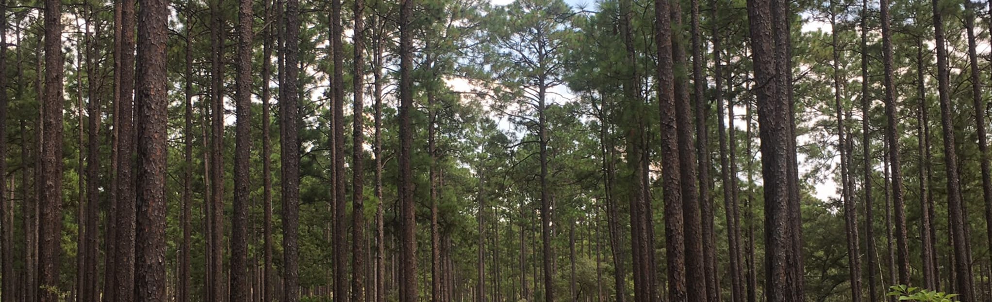 Sandstone Trail | Map, Guide - Louisiana | AllTrails