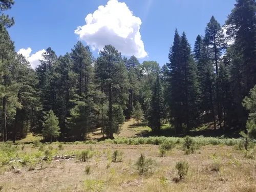 10 Best Trails and Hikes in Happy Jack | AllTrails