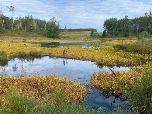 10 Best Snowshoeing Trails in Cooking Lake/Blackfoot Provincial ...