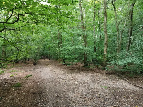 Best Hikes and Trails in Burnham Beeches | AllTrails