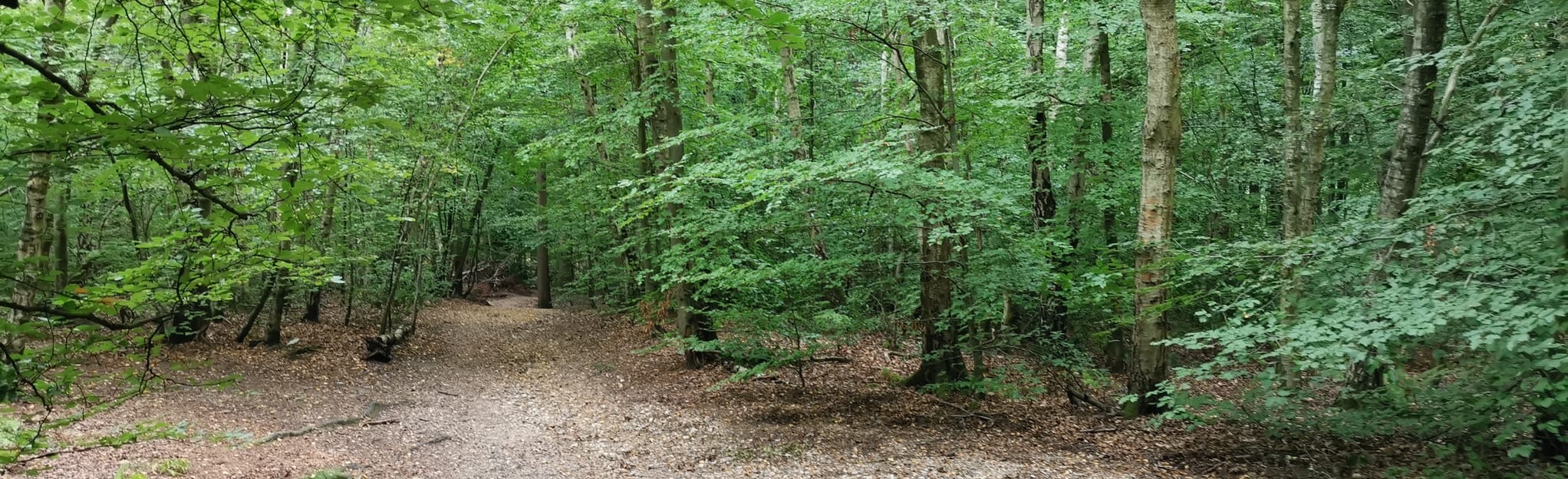 Burnham Beeches Circular, Berkshire, England - 140 Reviews, Map | AllTrails