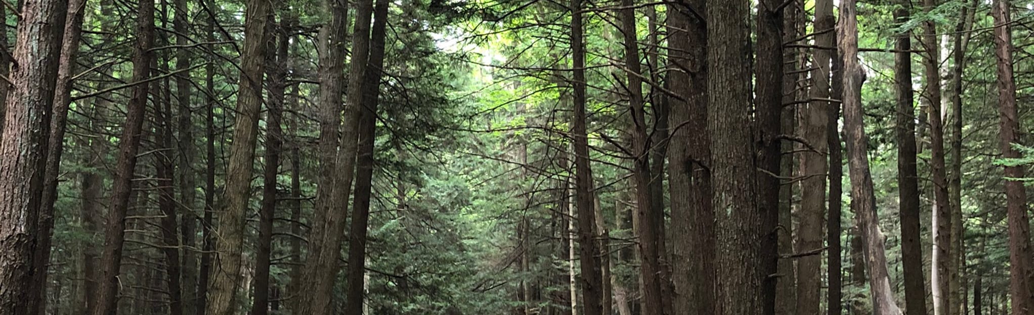 Prince Gallitzin Deer Trail , Pennsylvania - 42 Reviews, Map | AllTrails