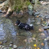 Mathews Arm Overall Run Trail, Virginia - 210 Reviews, Map | AllTrails