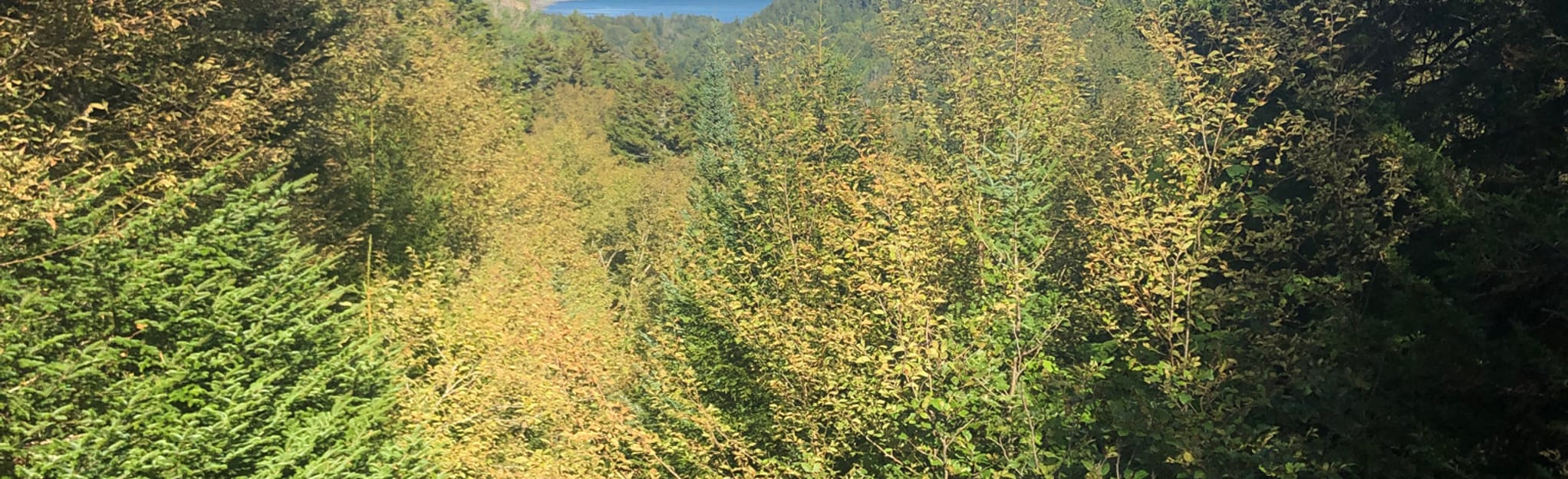 Point Wolfe Road, New Brunswick, Canada - 49 Reviews, Map | AllTrails