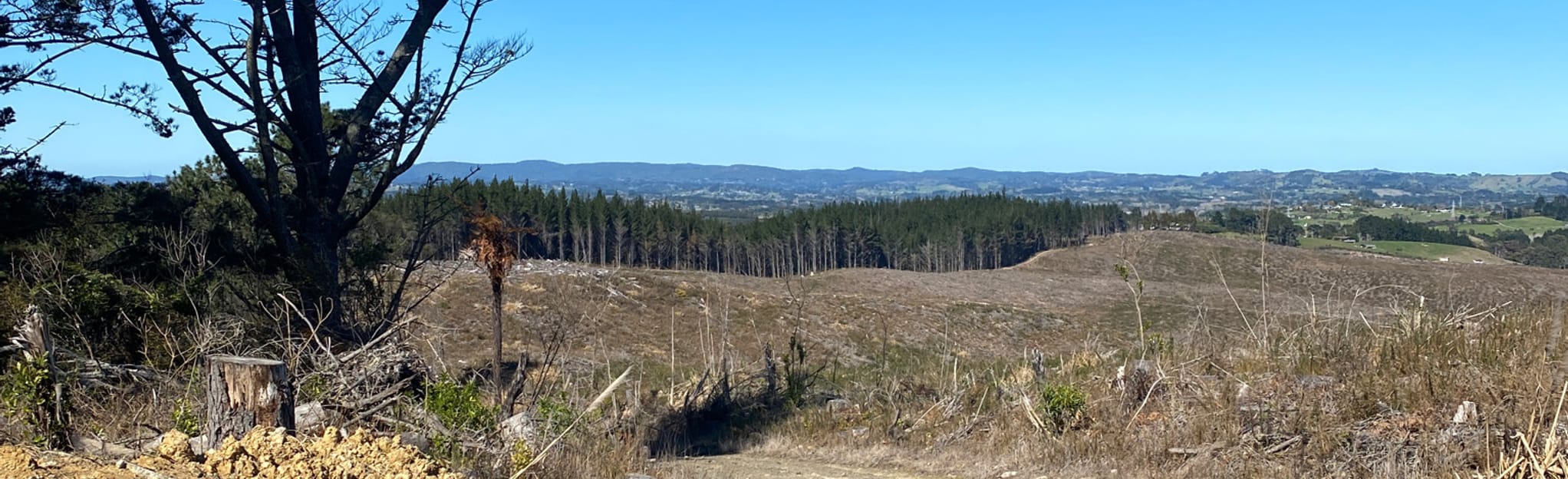 Boundary Road Track, Auckland, New Zealand - 9 Reviews, Map | AllTrails