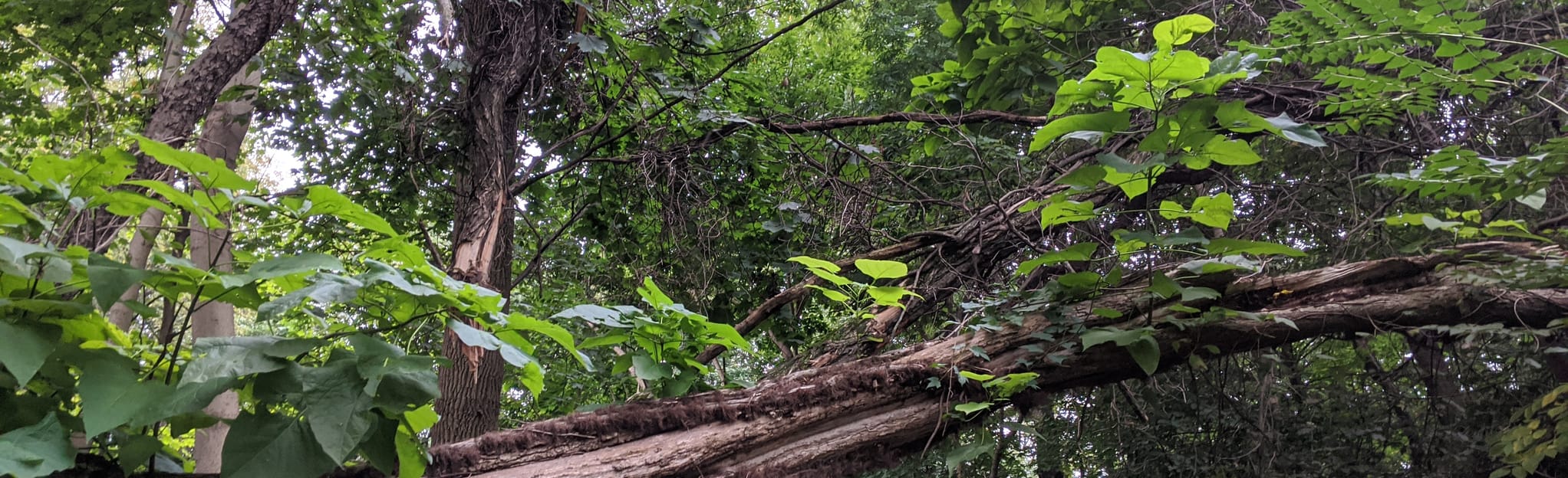 Boxer’s Trail, Pennsylvania - 262 Reviews, Map | AllTrails