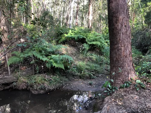 10 Best Mountain Biking Trails in Brisbane | AllTrails