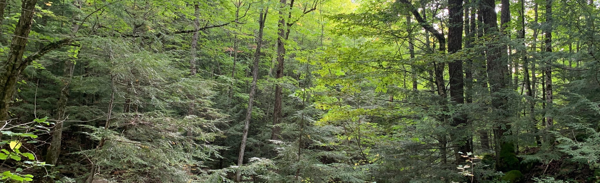 Pretty River Valley Loop, Ontario, Canada - 252 Reviews, Map | AllTrails