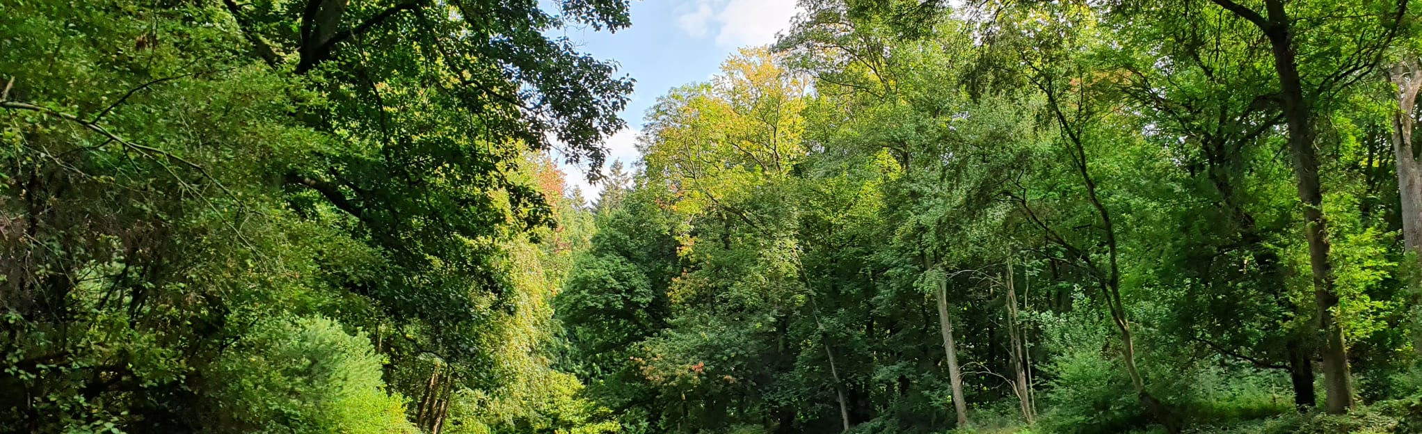 Kapucijnenbos Loop: 107 Reviews, Map - Flemish Brabant, Belgium | AllTrails