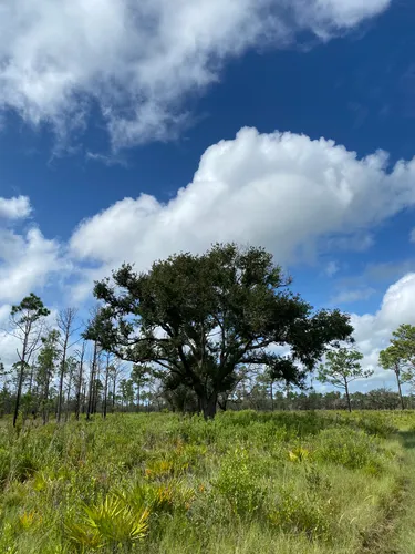 Best Hikes and Trails in Lake Wales Ridge State Forest | AllTrails