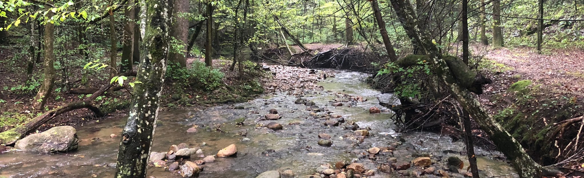 Chestnut Ridge Heritage Preserve Trail, South Carolina - 1,379 Reviews ...