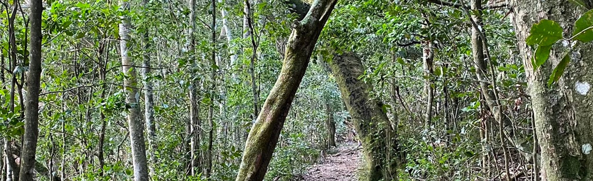 Mungo Brush Rainforest Track: 10 Reviews, Map - New South Wales ...